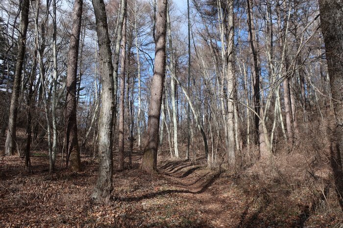 ハルニレテラスのクリスマス･野鳥の森: 山で会いましょう