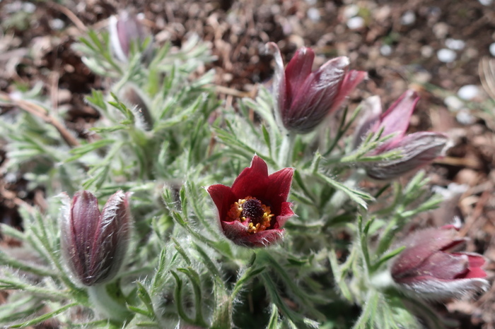 翁草を見に神成山: 山で会いましょう