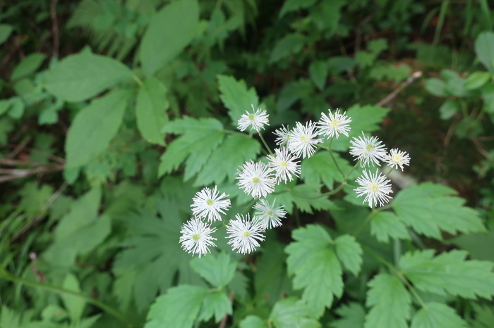 No.1 真夏の蝶ヶ岳で嬉しい再会: 山で会いましょう